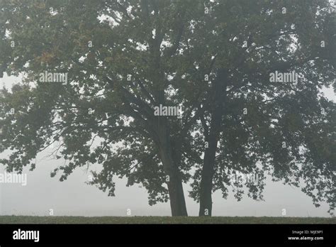 Two Trees In The Fog Stock Photo Alamy