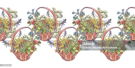 야생화가 있는 이음매 없는 테두리 수채화 바구니 Yarrow Lungwort와 클로버 탠시는 흰색 바탕에 있습니다 결혼식 초대장을 위한 식물 프레임 또는 포장을 위한 여름