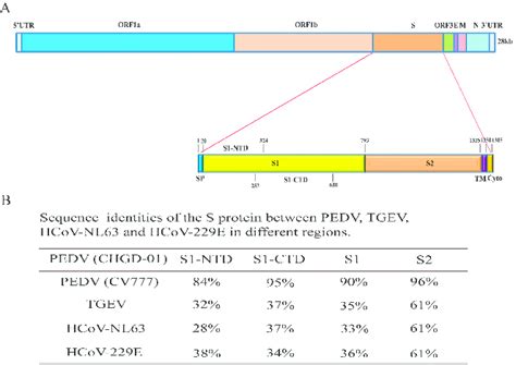The S Protein Of Pedv A Schematic Diagram Of The Pedv Genome