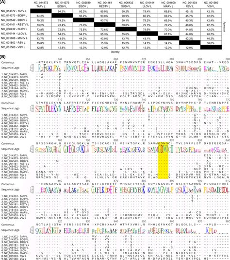 Multiple Sequence Alignment Of Filovirus Rsv And Vsv Polymerases A