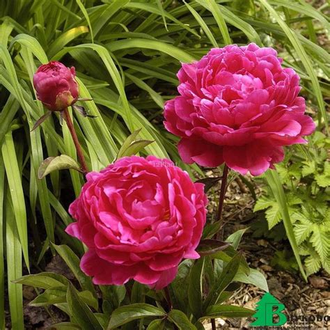 Пион молочноцветковый "Ф. Коппиус" (Paeonia lactiflora F. Koppius ...
