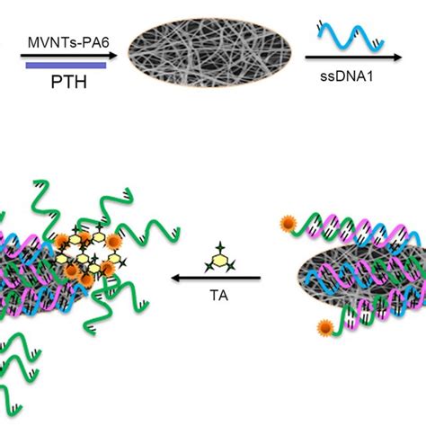 An Electrochemical Biosensor Based On Functional Composite Nanofibers Download Scientific