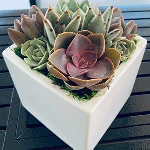 Square Container Filled With A Variety Of Gorgeous Succulents Etsy