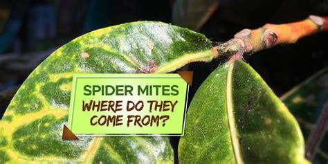 Do Spider Mites Live In Your House At Clifford Ward Blog
