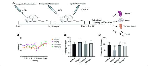 Effects Of Opa On Weight And Behavior Of Mptp Induced Pd Model Mice Download Scientific