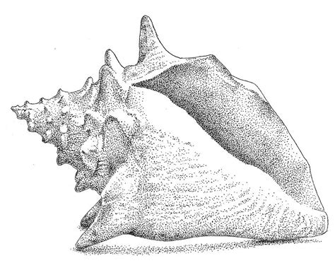 Free Conch Shell Drawing Download Free Conch Shell Drawing Png Images Free ClipArts On Clipart
