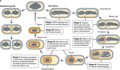 Types Of Bacterial Spores