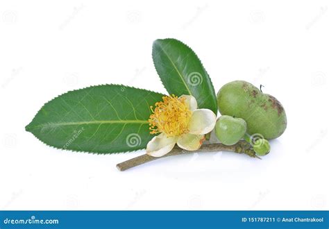 Flower, Green Tea Leaf, Tea Seed on White Background Stock Image ...
