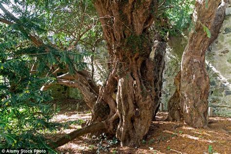 Britain S Oldest Tree The Fortingall Yew Is CHANGING SEX After 5 000 Years Daily Mail Online