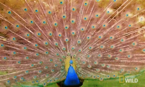 Peacock S