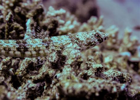 Closeup Of A Variegated Lizardfish Under The Water Stock Image Image