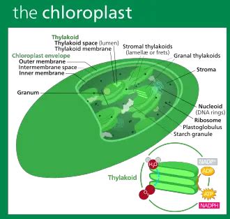 Chloroplast - Definition, Characteristics, Structure, Location, Functions, and Diagram - Biology ...