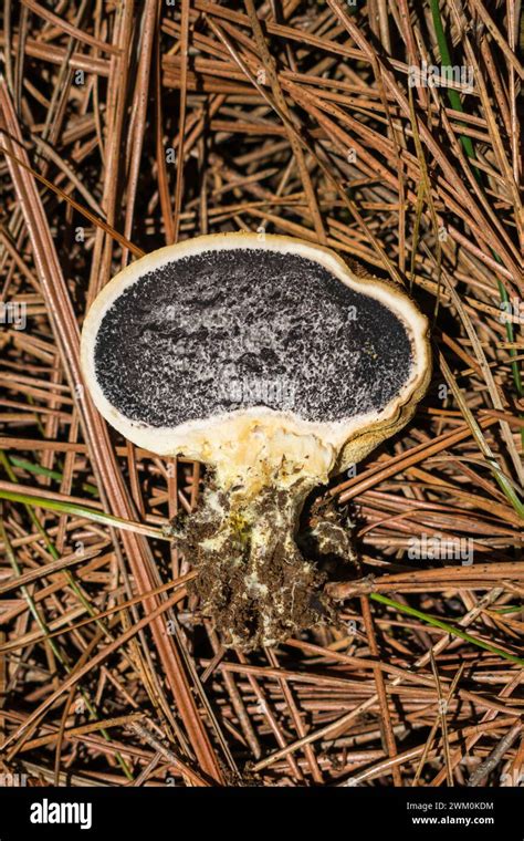 Common Earthball Scleroderma Citrinum At A Pinus Forest In Sao Francisco De Paula South Of
