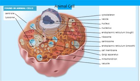 ch 3 cell structure and function 9th grade quiz quizizz
