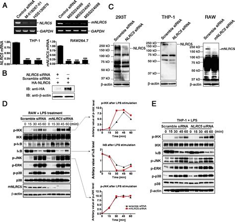 Nlrc5 Negatively Regulates The Nf κb And Type I Interferon Signaling