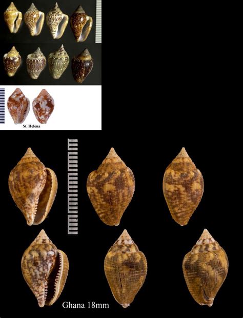 Microshells Columbella Rustica アフリカタモト