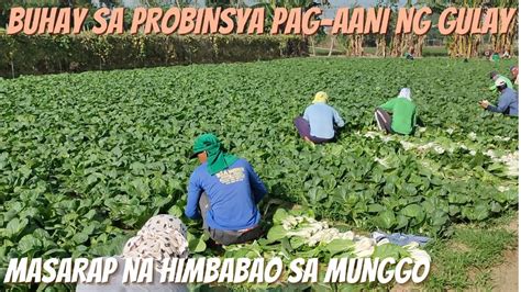Buhay Probinsya Pag Aani Ng Gulay Youtube