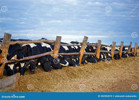 Vacas Blancas Y Negras En La Pluma Comen Ensilaje Imagen De Archivo