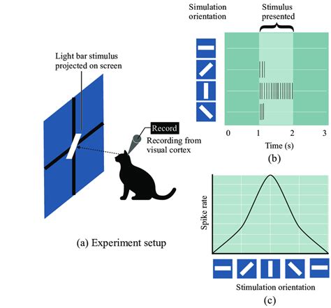 A Neuron In The Primary Visual Cortex Responds Selectively To Line
