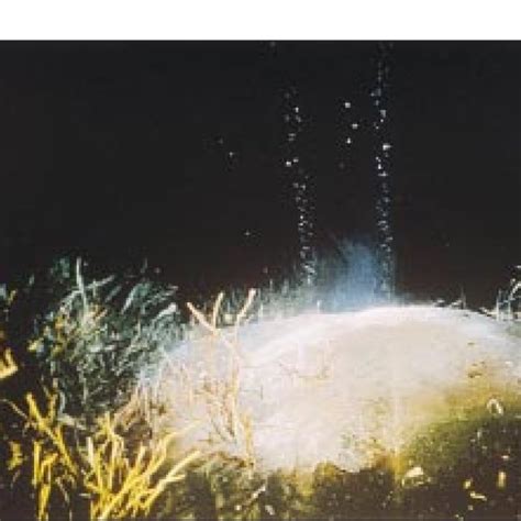 Free Gas Venting Into Water Column From One Of Several Gas Hydrate Download Scientific Diagram