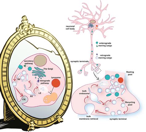 Neuron Vesicles Synaptic Vesicle Proteins Are Selectively Delivered To