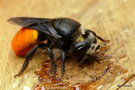 What Kind Of Bees Have Orange On Them At Eva Facy Blog