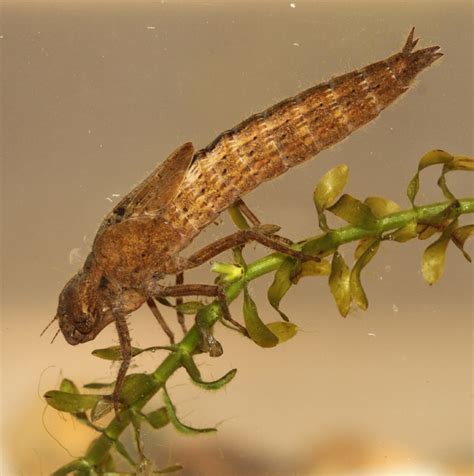 Kent Dragonflies Processing Dragonfly Nymph Photos