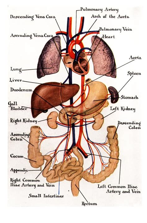 Diagram Of The Human Body And Its Major Organs