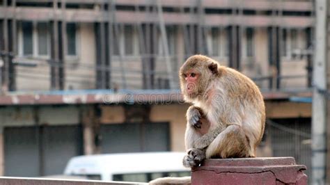 Thinking monkey stock image. Image of calmness, smart - 188979711