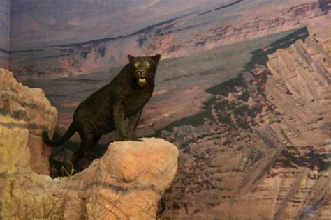 Wildlife Museum Der Erwin Himmelseher Stiftung Ausflugsziele Lokalmatador