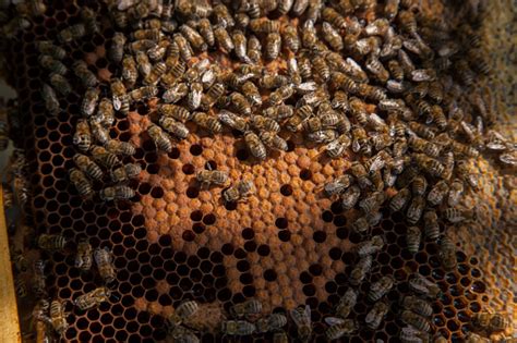벌집에 벌집에서 일하는 꿀벌 꿀벌 내부 하이브 그들의 젊은에 대 한 밀봉 하 고 열린 세포와 함께 0명에 대한 스톡 사진 및 기타 이미지 Istock