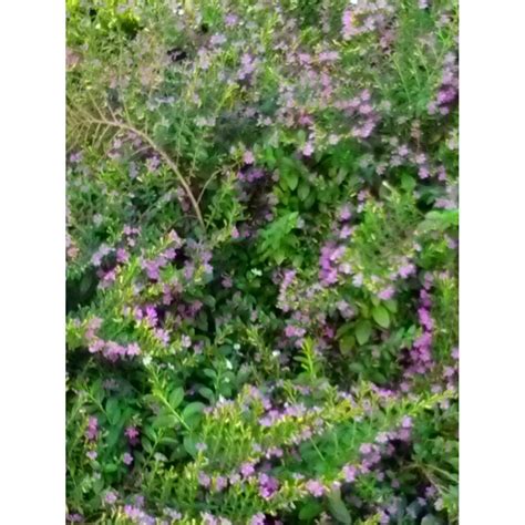 Bibit Tanaman Hias Bunga Taiwan Beauty Shopee Indonesia