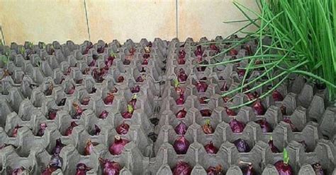 Как вырастить лук на подоконнике