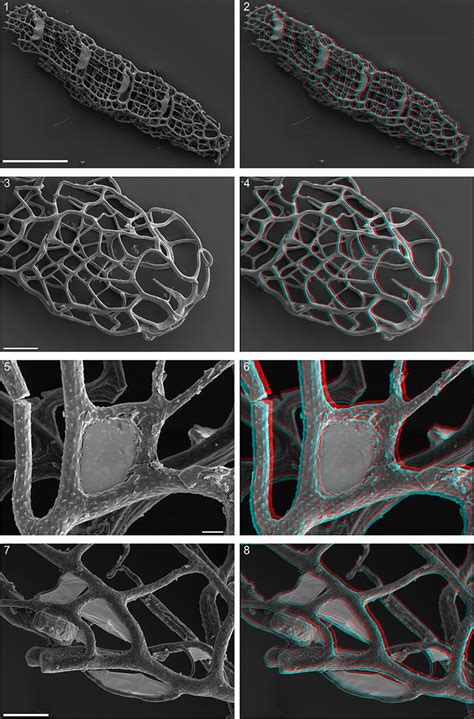 Microfossil Extraction Figures