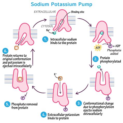 Cell Biology Glossary Sodium Potassium Pump Physiology Biology