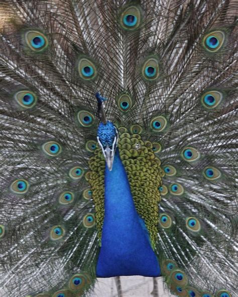 Premium Photo Portrait Of Peacock