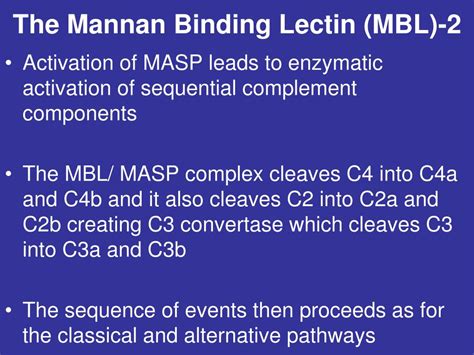 Ppt The Complement System Powerpoint Presentation Free Download Id