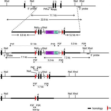 Targeting Construct And Screening Strategies A Part Of The Wild Type