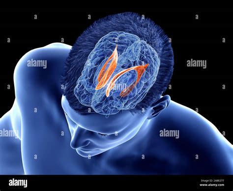 3d Rendered Medically Accurate Illustration Of The Brain Anatomy The