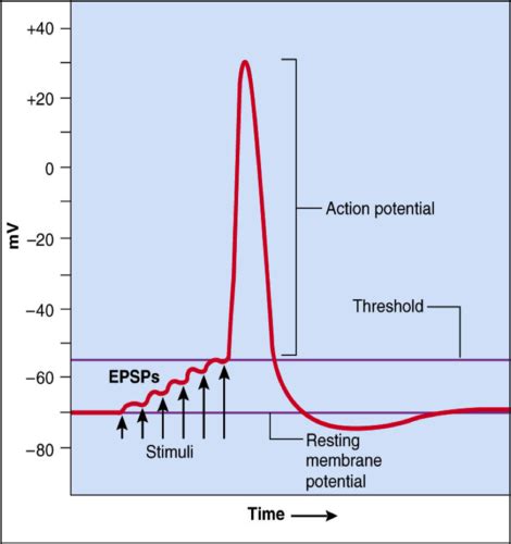 Chapter 4 Neural Conduction And Synaptic Transmission Flashcards Quizlet