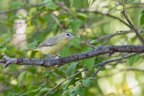 “brotherly Love Vireo”