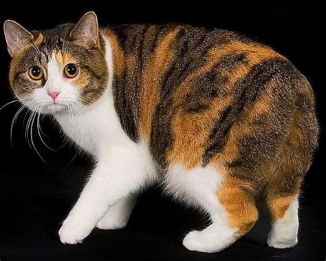 Download Majestic Manx Cat Posing Wallpaper