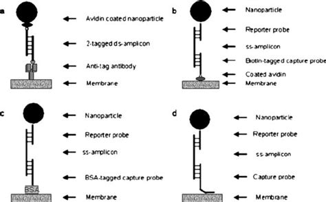 A Number Of Possible Formats For Nucleic Acid Lateral Flow Assays Download Scientific Diagram