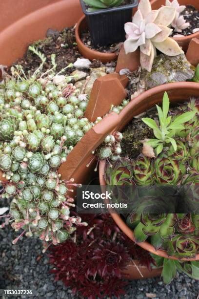 Tanaman Sukulen Di Tepi Kebun Tanaman Pot Foto Stok Unduh Gambar Sekarang Alam Bertaman