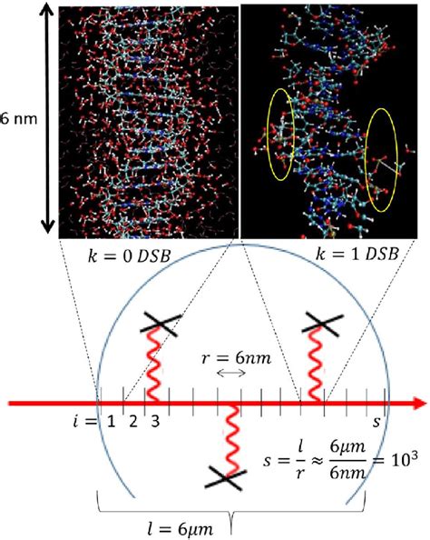 Schematically Shown The Partitioning Of A Cell Nucleus Circular Download Scientific Diagram