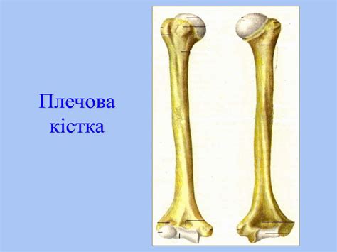 Анатомія кісток верхньої і нижньої кінцівок та їх зєднання Лекція №4 Online Presentation