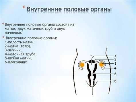 Репродуктивная система женщины - презентация онлайн