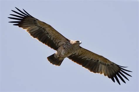 Орао крсташ | imperialeagle.eu