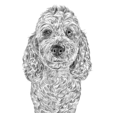 Cockapoo Dog Print Ros Shiers