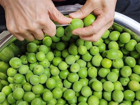 매실 손질 및 매실청 매실액 담그기